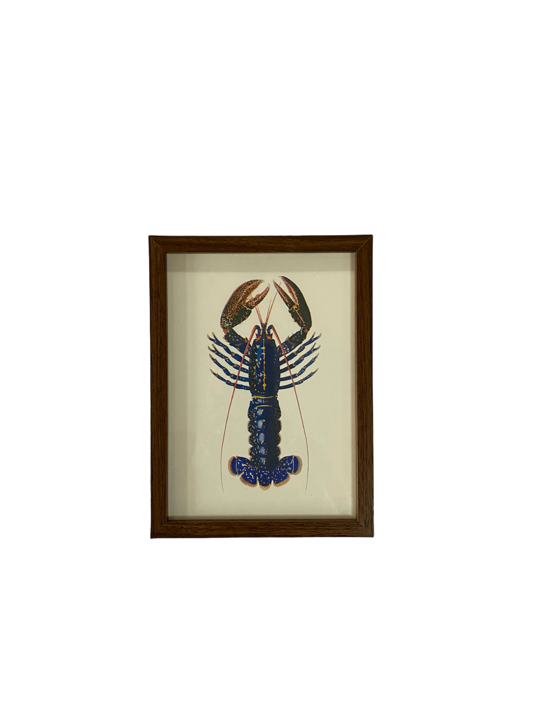 Risotryk hummer - blå/sort - Fengshuirooms